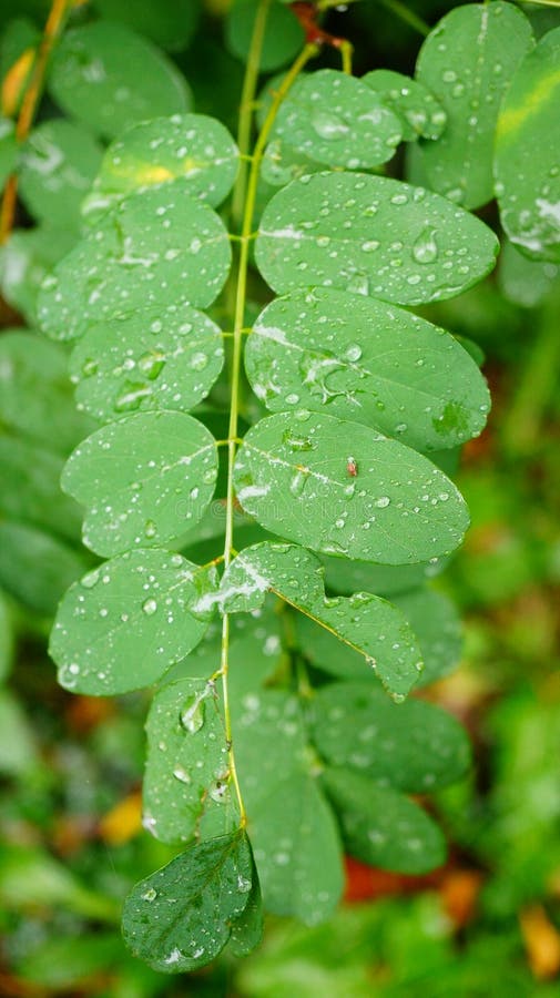 Wet leaf stock photo. Image of water, subshrub, leaf - 45907712
