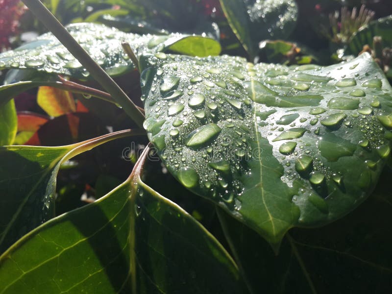 Wet leaf stock photo. Image of raindrops, leaf, drops - 62370552