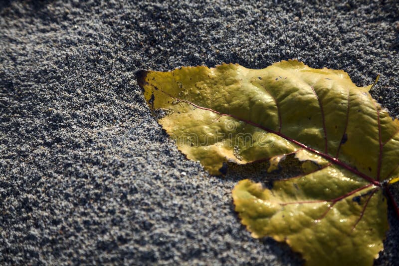 Wet Leaf on the Sand Seen Up Close Stock Photo - Image of countryside ...
