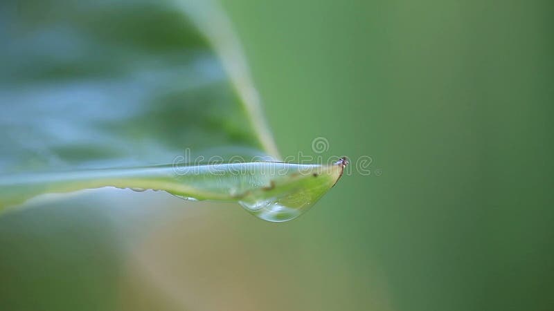 Wet leaf tip stock video. Video of leaf, botany, moisture - 36056302