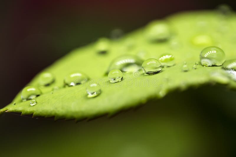 Wet leaf stock photo. Image of inspiration, macro, freshness - 94773590