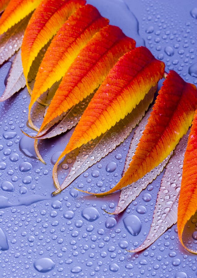 Wet leaves stock image. Image of leaf, colours, colour - 1893715