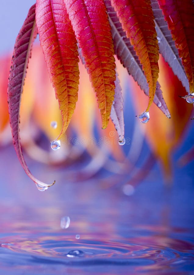 Specialized Wet Tissues Stock Photos - Free & Royalty-Free Stock Photos ...