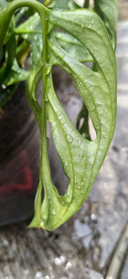 Wet Leaves after Being Drenched by Rain Stock Image - Image of leaves ...