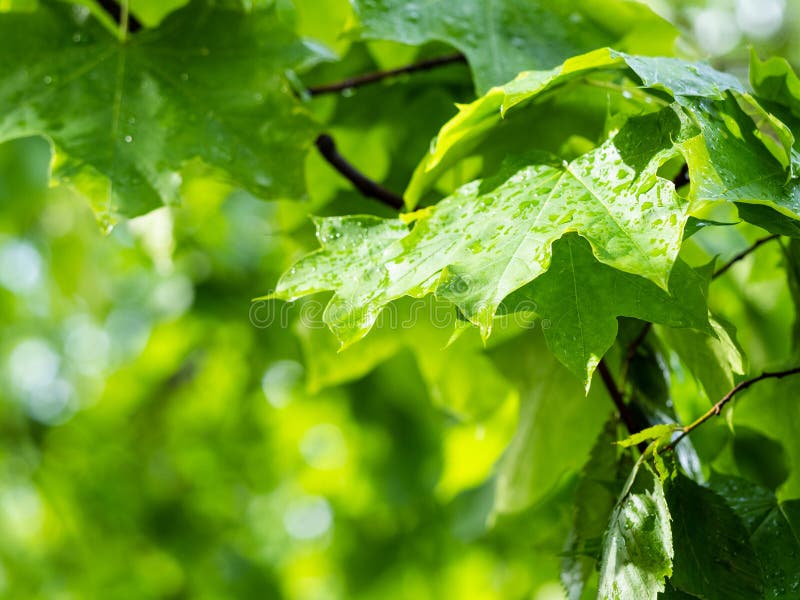 Wet Leaves of Maple Tree in City Park after Rain Stock Photo - Image of ...