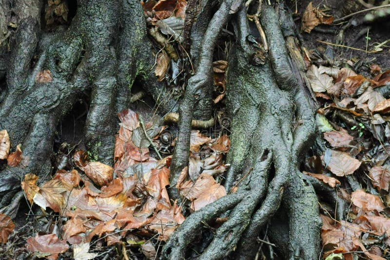 Wet Leaves on wet Roots stock image. Image of rain, exposed - 301483051