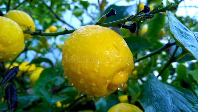 Wet Lemon on Lemon Tree, Dripping after Rain Stock Image - Image of ...
