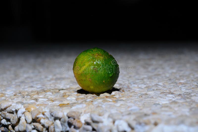 Wet lemonsito stock photo. Image of outdoor, lime, vegetarian - 86437310