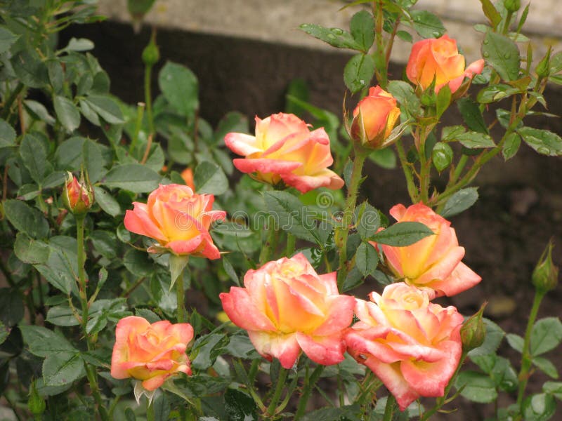 Light roses stock photo. Image of roses, flowers, bouquet - 94981712