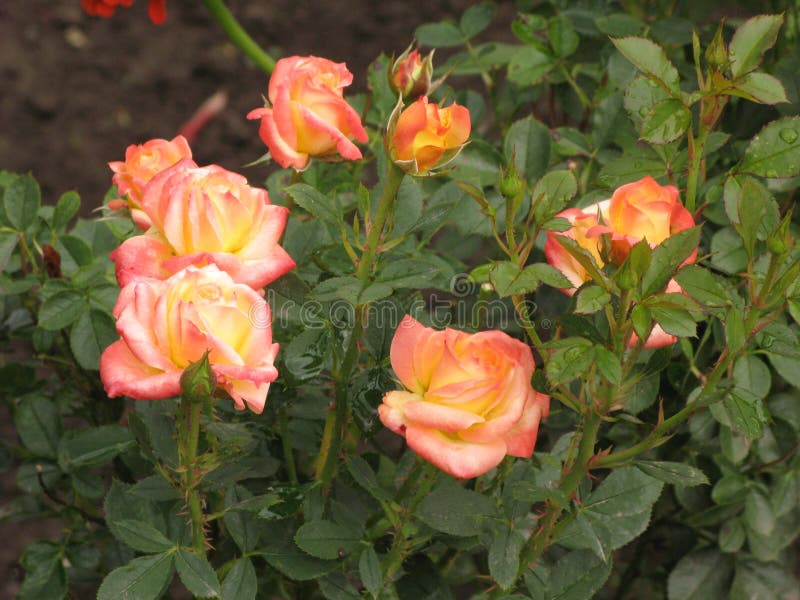 Wet light roses stock photo. Image of shot, flowers, flowerbed - 83792588