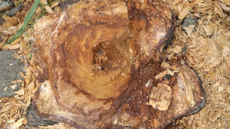 Wet Log Texture, Broken Large Tree Trunks are Suitable As Natural ...