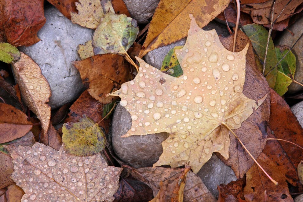 Wet Maple Leaf stock image. Image of tress, ground, nature - 28284889