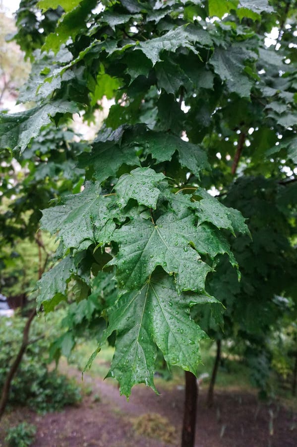 Maple Leaves Wet from the Rain Stock Photo - Image of cloudy, outdoor ...