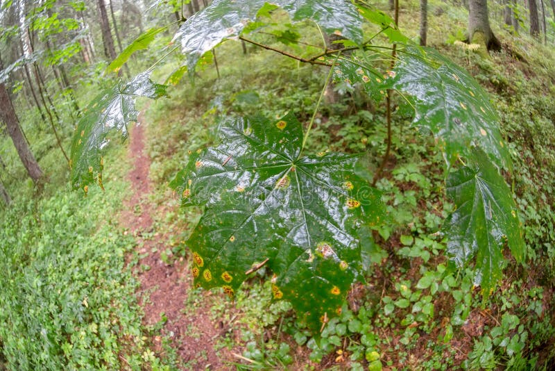 Wet maple leaf stock image. Image of flora, leaf, environment - 144761519