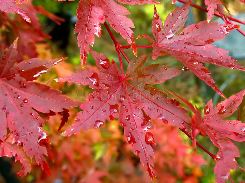 Wet Maple Leaves stock photo. Image of drops, leaf, twigs - 3388524