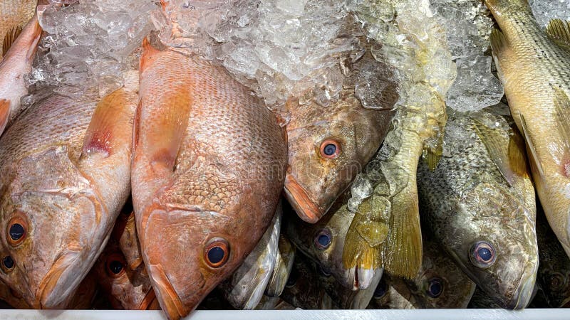 Wet Market Wonders with Fish on Display. Wet Market Concept Stock Photo ...