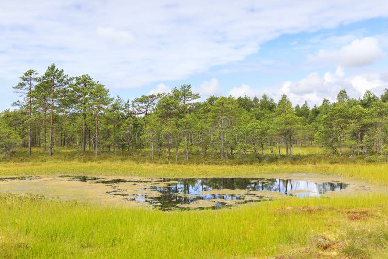 Wet Marsh Landscape at Summer Day Stock Photo - Image of green, idyll ...