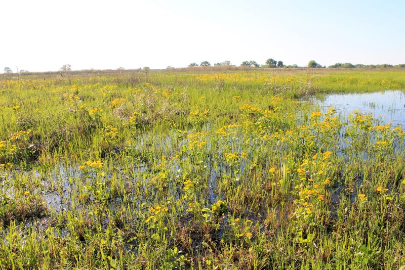 Wet Meadow with Marsh Marigolds Stock Image - Image of flood, palustris ...