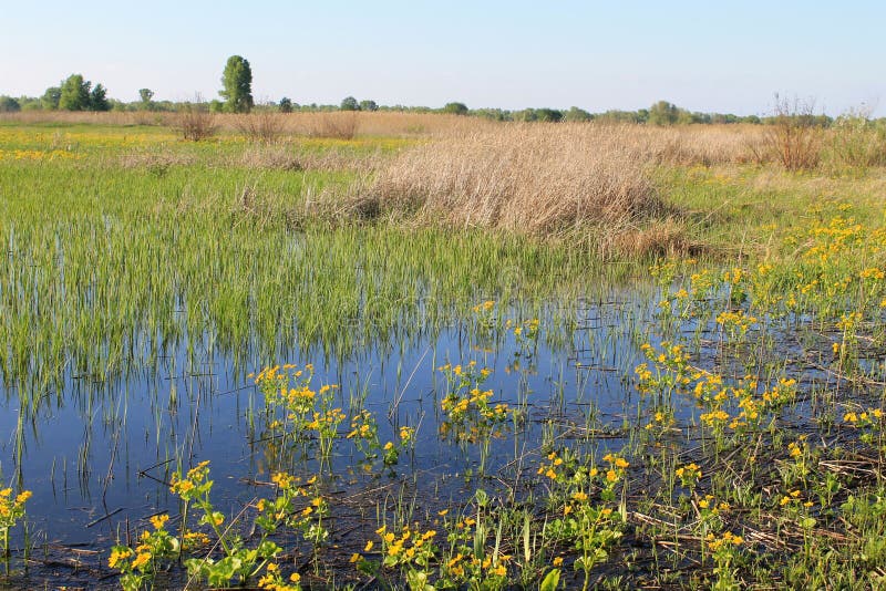 Wet Meadow with Marsh Marigolds Stock Image - Image of flood, palustris ...
