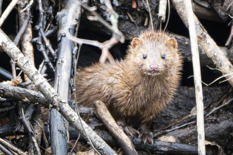 Wet MinkLooking Staight Ahead on a Beaver House Stock Photo - Image of ...