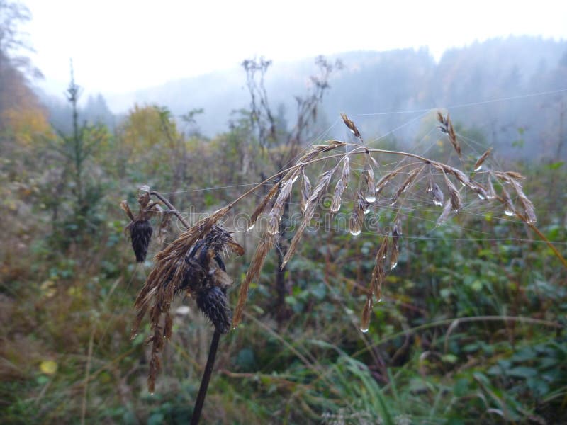 Wet and Misty Autumn Morning with Water Drops on Grass Stock Photo ...