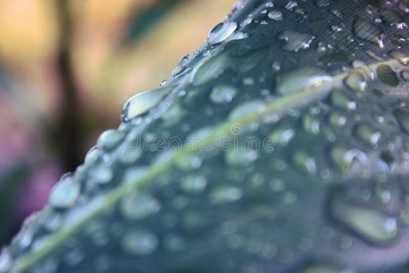 Wet With Moisture Picture. Image: 979558