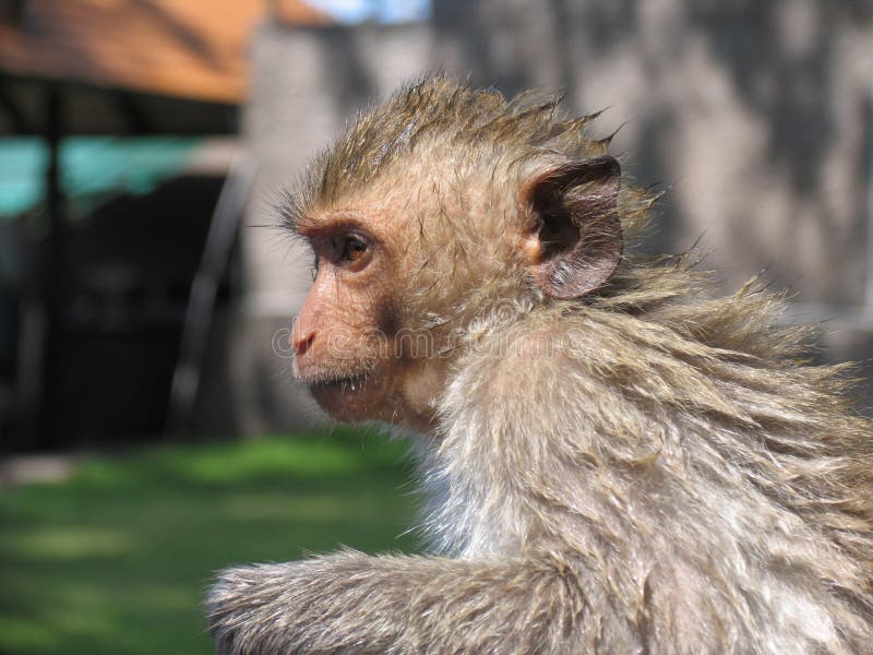 Wet Monkey Picture. Image: 3325986