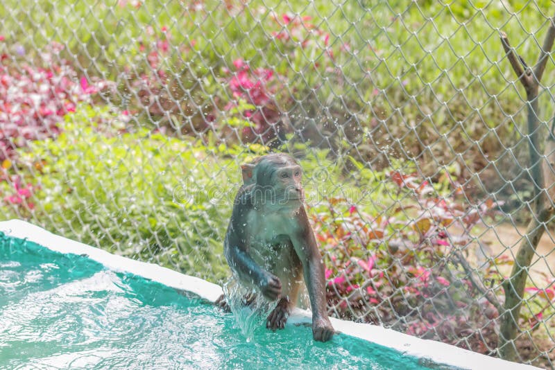 Wet Monkey Sitting on the Edge of the Pool Stock Image - Image of ...