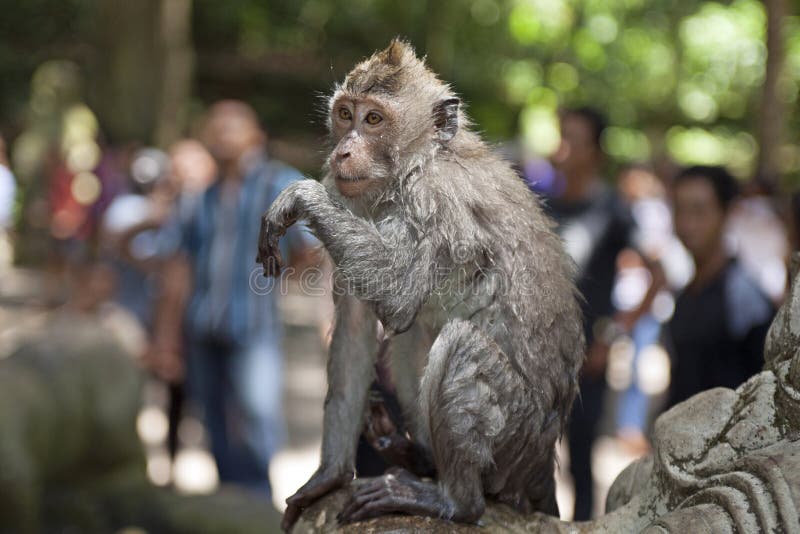 1,556 Wet Monkey Stock Photos - Free & Royalty-Free Stock Photos from ...
