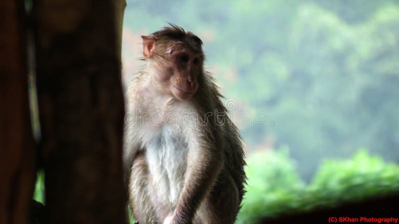 Wet Monkey stock photo. Image of blur, face, forest, wild - 53560428
