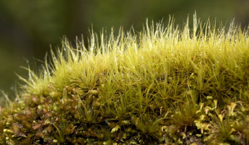 Wet Moss stock image. Image of forest, field, landscape - 6315713