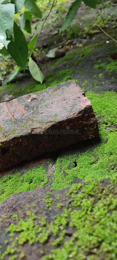 Moss Erodes Stock Photos - Free & Royalty-Free Stock Photos from Dreamstime