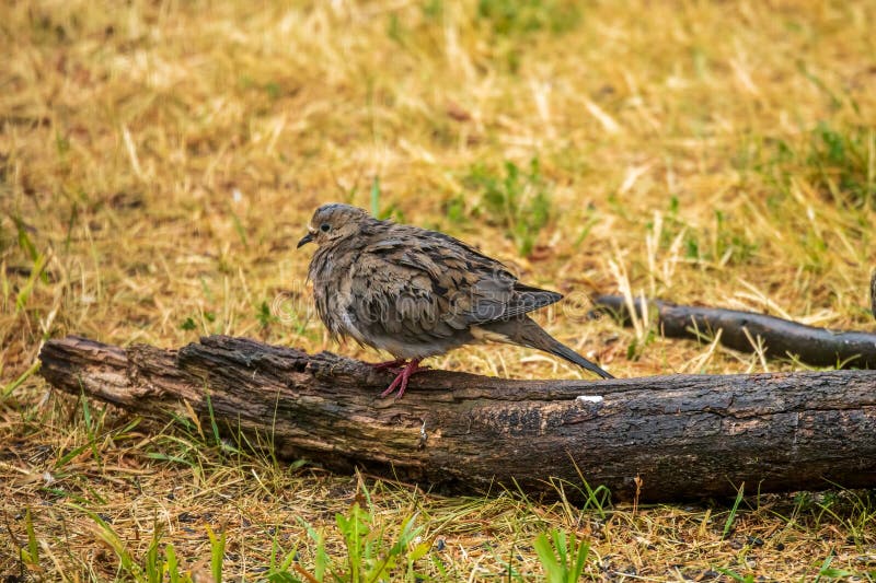 A Wet Mourning Dove in the Rain in Spring Stock Photo - Image of ...