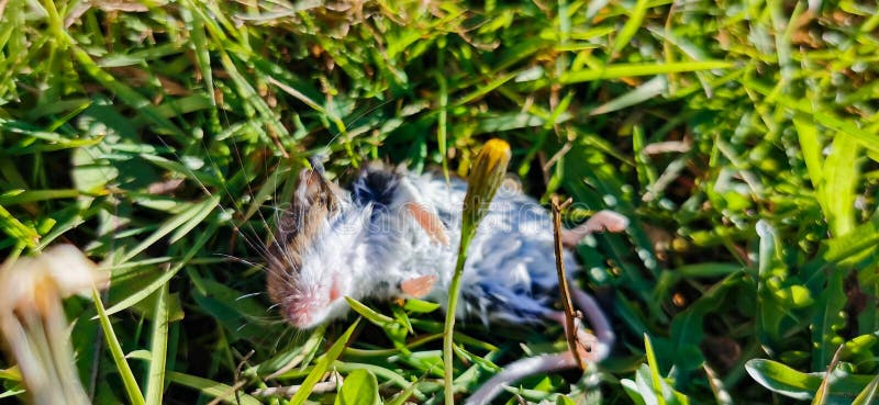 Wet Mouse Lying in Green Grass Stock Photo - Image of space, close ...