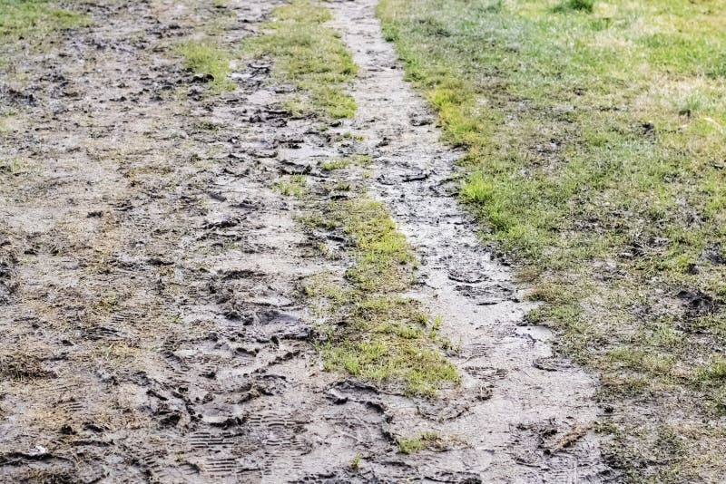 Wet Mud on a Path with Yellow Leaves Stock Image - Image of bright ...