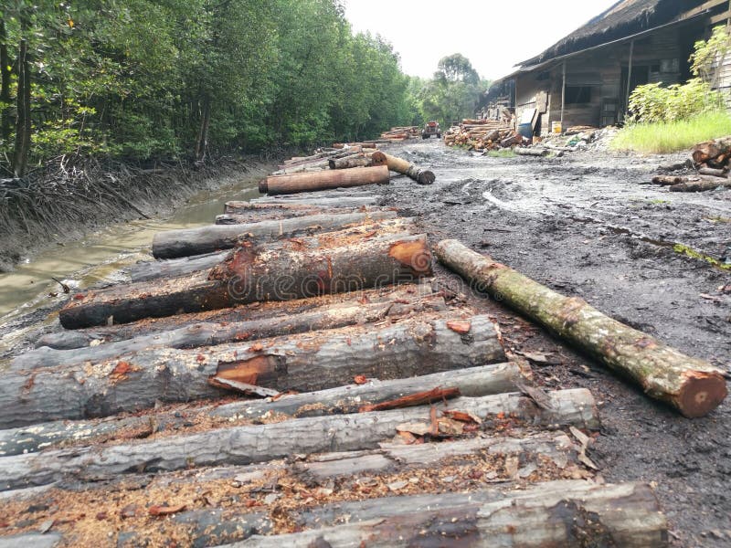 Wet and Muddy Environment Scene Around the Vicinity of Mangrove Logs ...