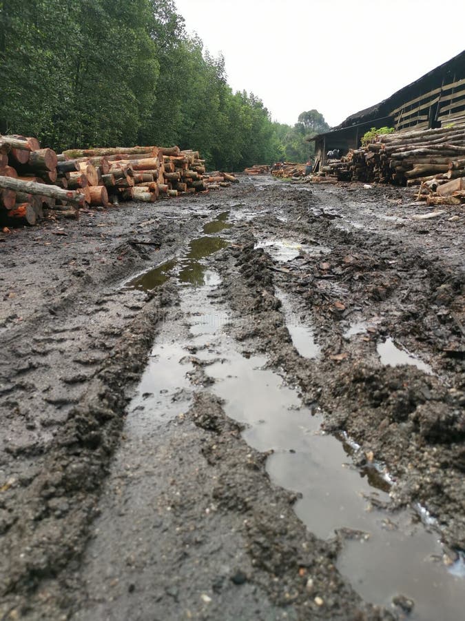 Wet and Muddy Environment Scene Around the Vicinity of Mangrove Logs ...