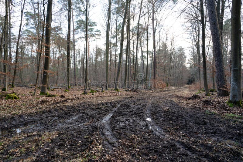 Wet and Muddy Path in the Forest with Tractor Tracks in Autumn Stock ...
