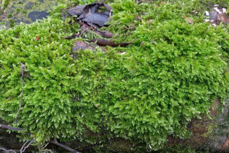 Wet natural moss stock photo. Image of biodiversity - 208361174