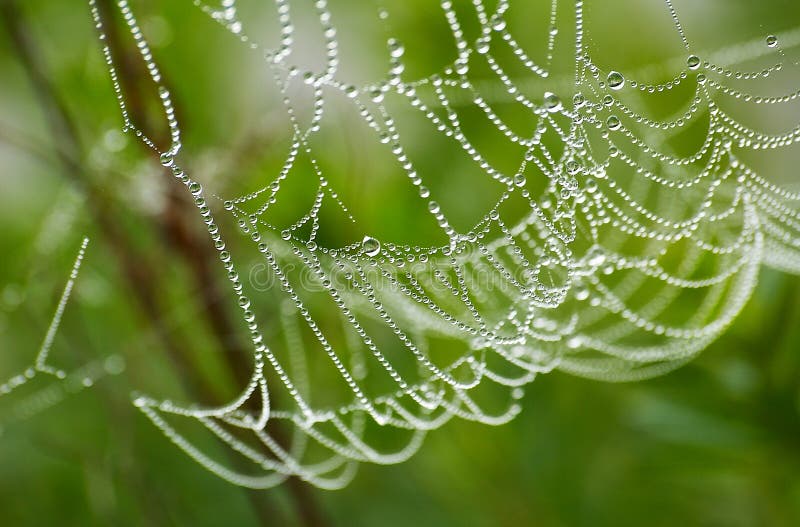 Wet Net 6 stock image. Image of arachnophobia, backdrop - 758899