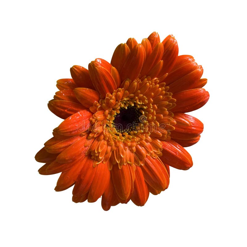 Wet Orange Flower Isolated with Clippingpath. Stock Photo - Image of ...