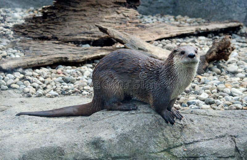 Wet otter stock image. Image of wildlife, whiskers, mammal - 43686061