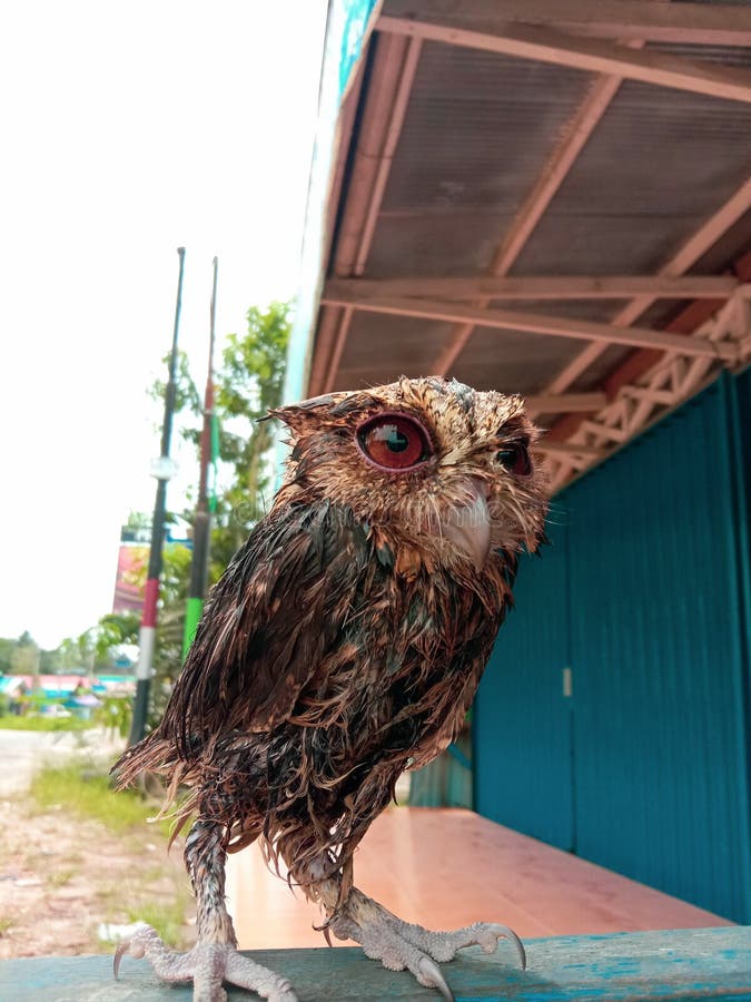 Wet owl after bathing stock photo. Image of animal, bathing - 201284492