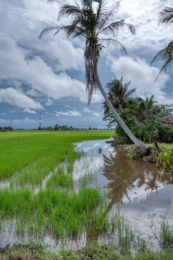 The Wet Paddy Field Farm Scene after the Rain Stock Image - Image of ...