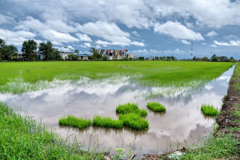 The Wet Paddy Field Farm Scene after the Rain Stock Image - Image of ...