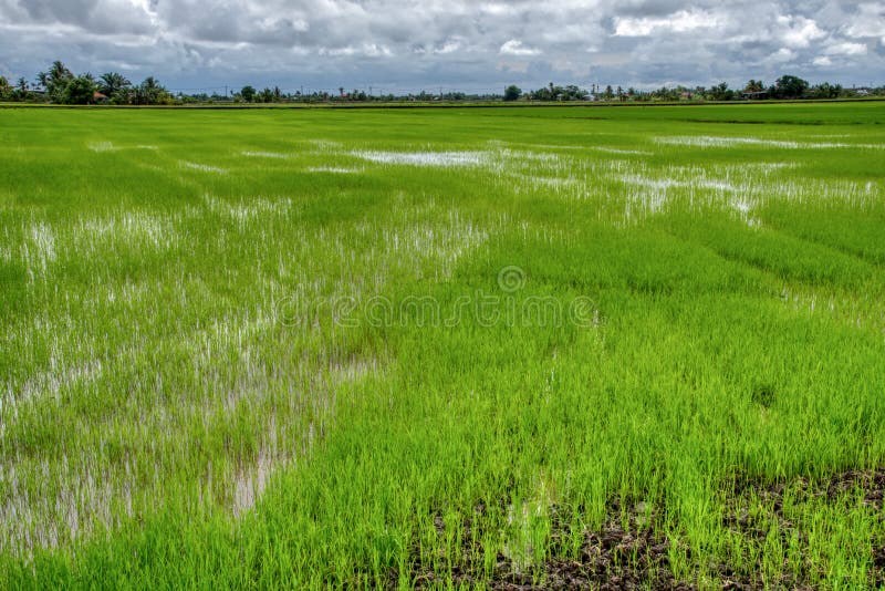 The Wet Paddy Field Farm Scene after the Rain Stock Image - Image of ...