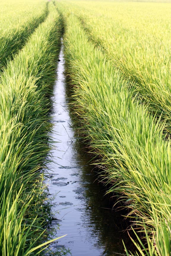Wet Paddy Field Irrigation System Stock Photo - Image of grower, asian ...