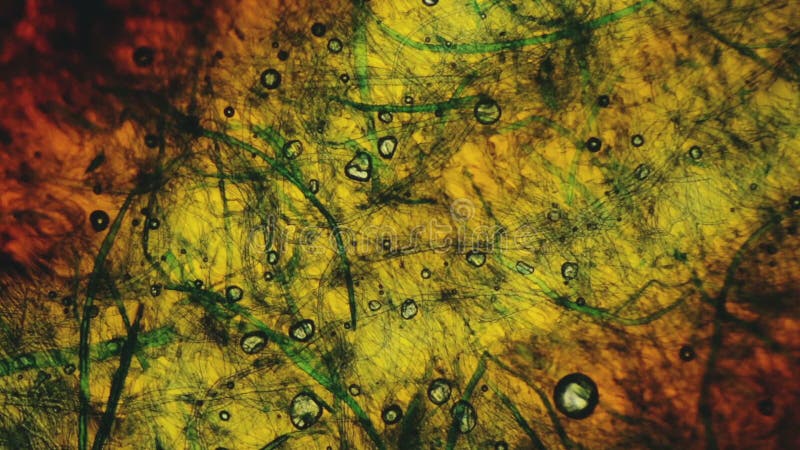 Wet paper under microscope stock video. Video of macro - 55852931