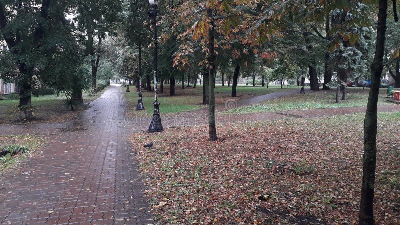 Wet park after autumn rain stock photo. Image of environment - 198261010