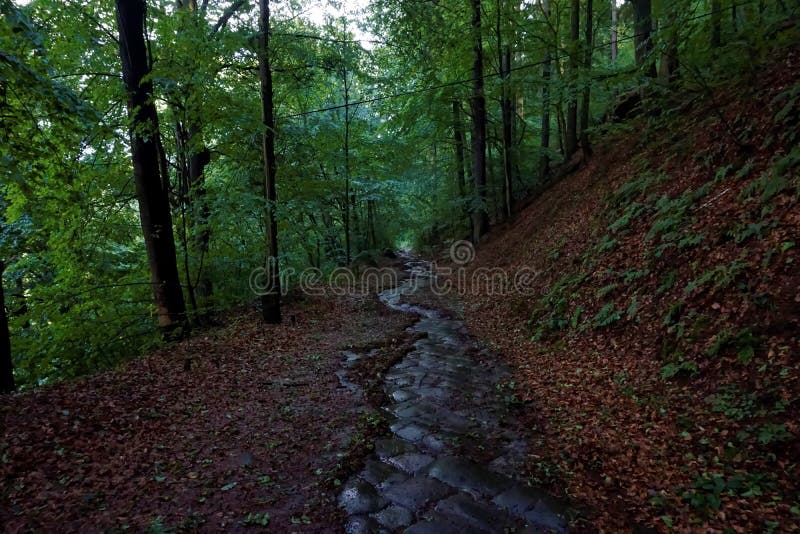 Wet Path through the Forest on Koenigstein Hill Stock Photo - Image of ...